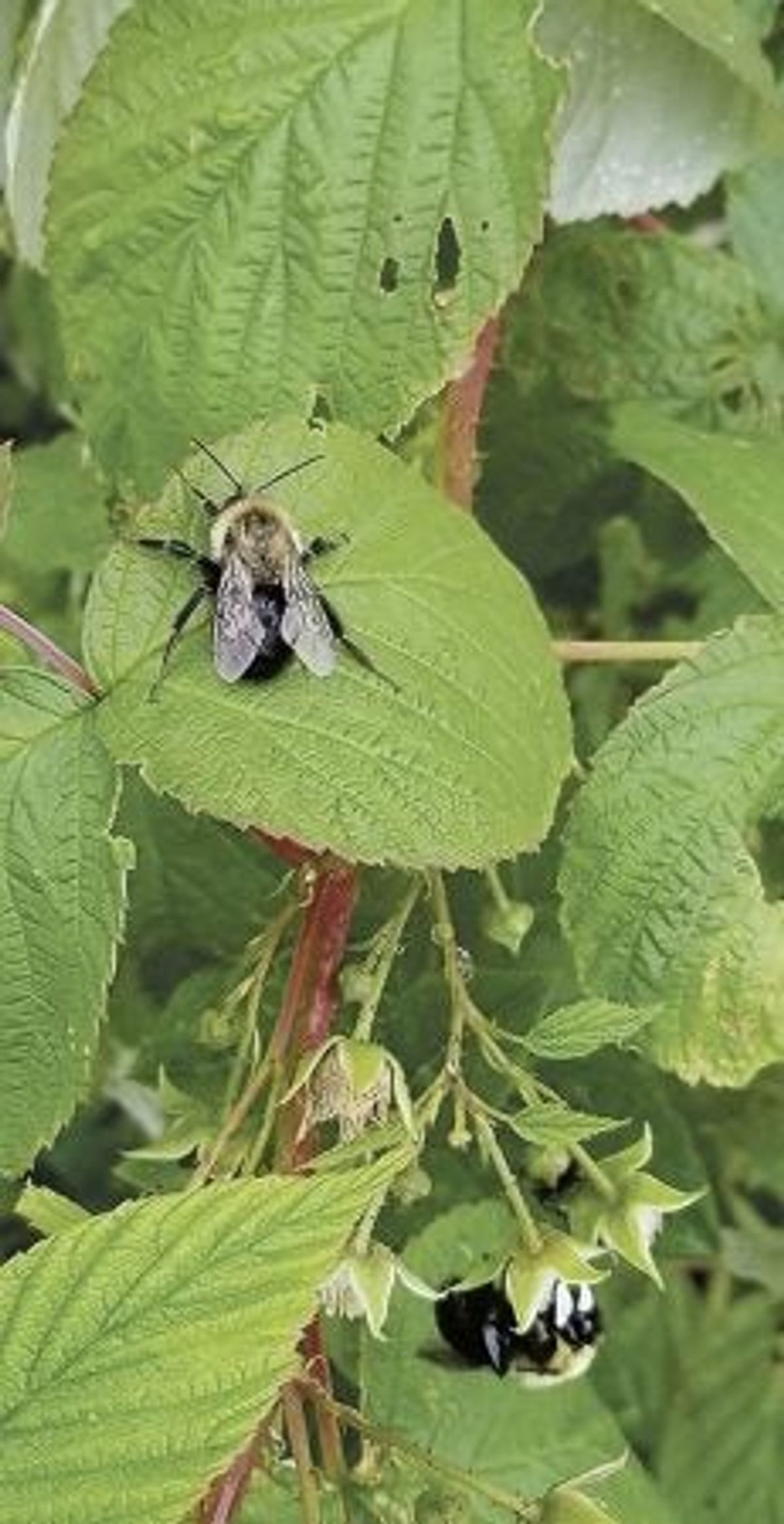 Meet the rusty patched bumblebee, Minnesota's new bee ambassador