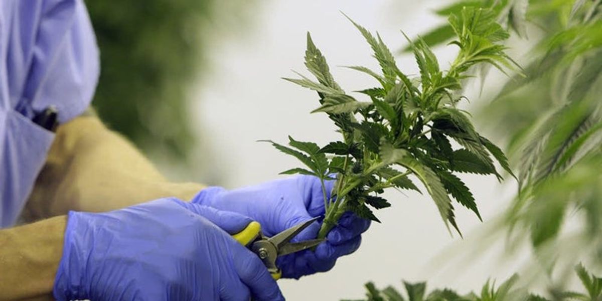 As cannabis legalization approaches in Minnesota, local businesses pre...