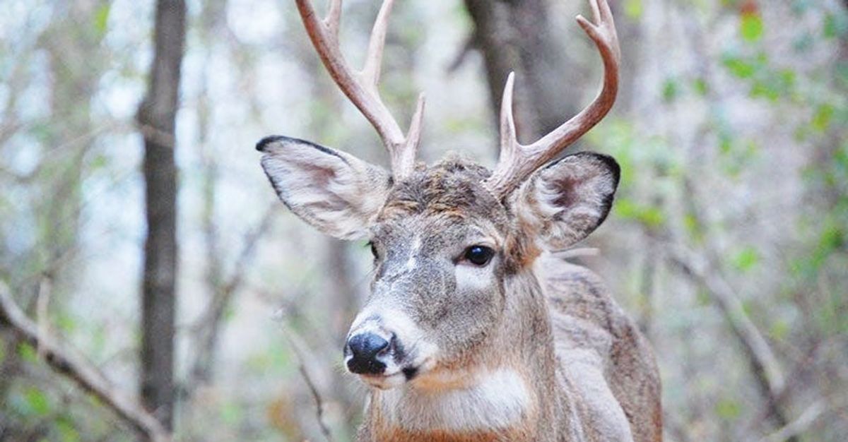 DNR releases first comprehensive 10-year deer management pla...
