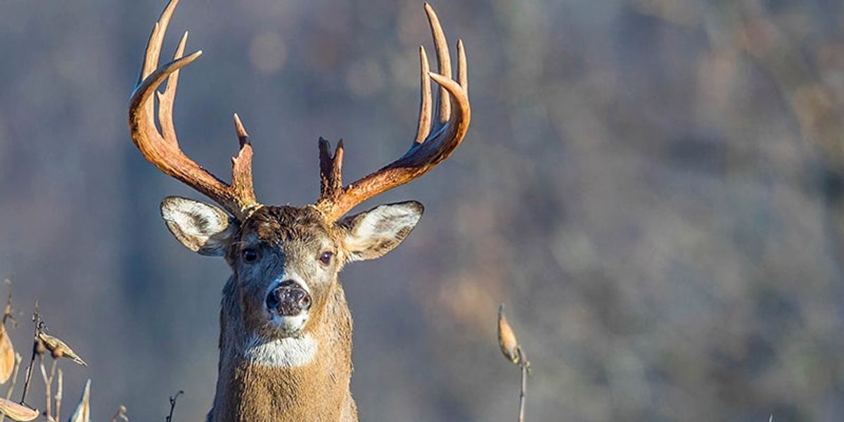 Apply for special youth deer hunts through Aug. 15