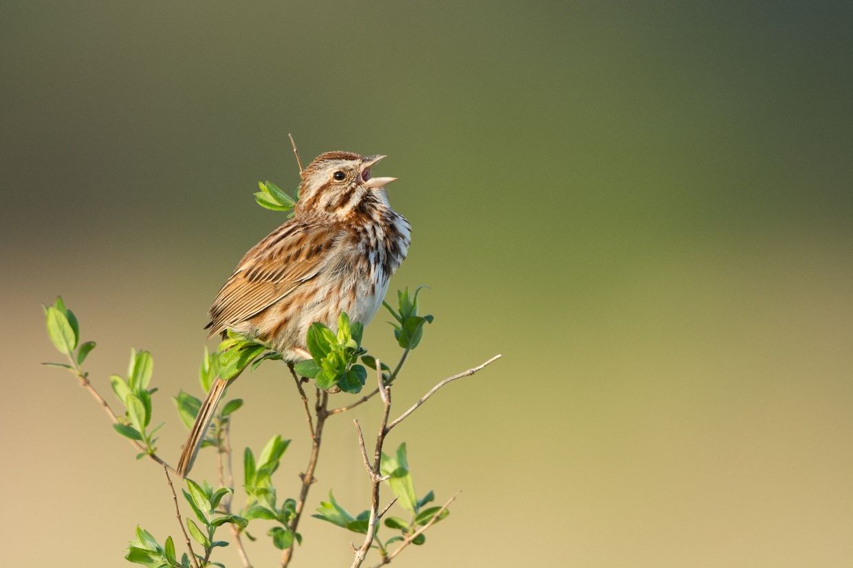 Nature Notes: Singing in spring