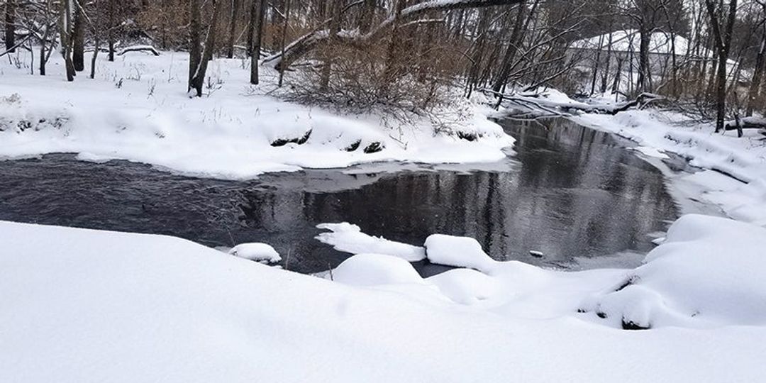 Emblems panel won over by call of the loon as state bird to grace Minn...