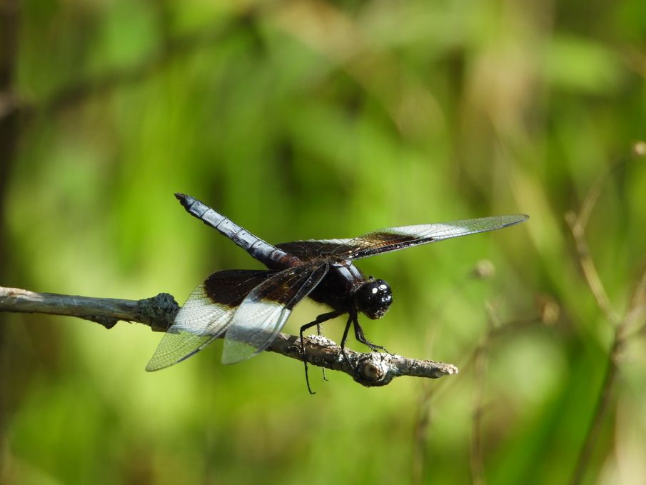 Early summer belongs to the dragonflies