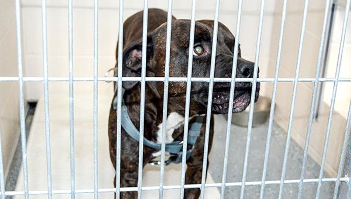 Dog pardon a rare exception