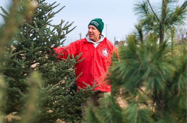 Tariffs, input costs put pressure on Christmas tree prices