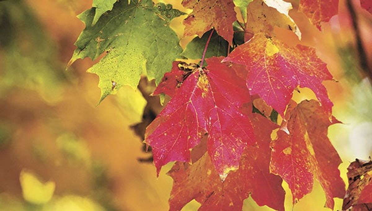 'A great fall color year' – Expert says autumn should be grand