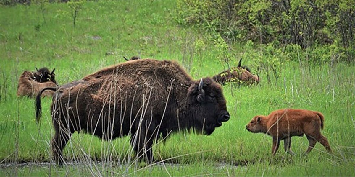 Newborn bison calves join herds at Minneopa, Blue Mounds sta...