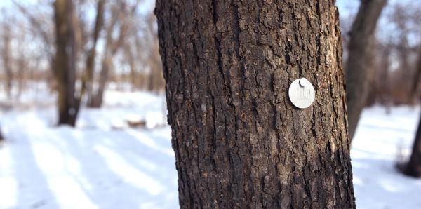 Nature Center begins removal of EAB affected ash trees along its trail...
