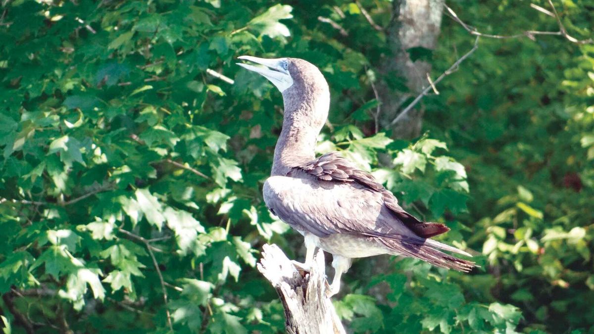 Rare Bird Sighting Brings Visitors From All Over To Ripley C...