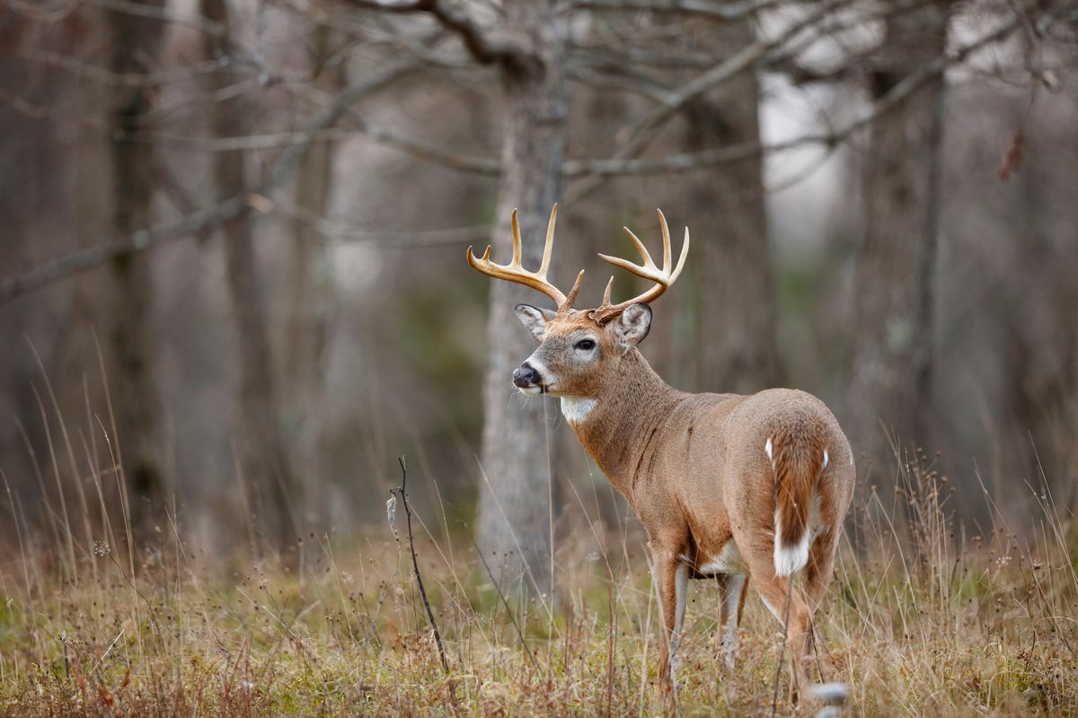 Apply online for MDC managed deer hunts starting July 1