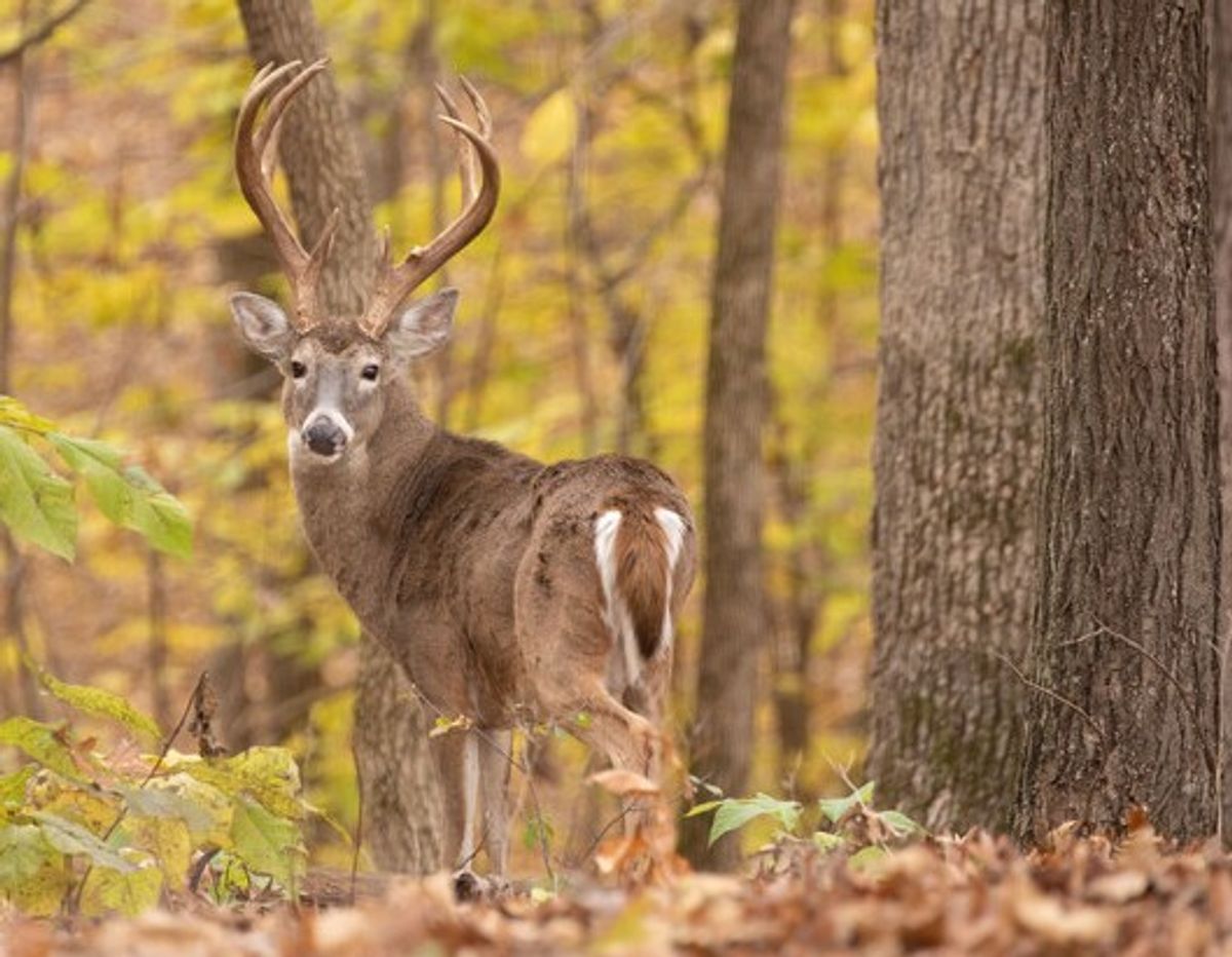 MDC announces changes to deer-hunting regulations