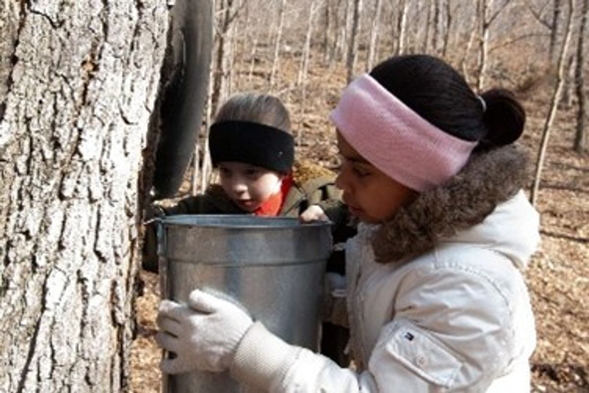 Learn the process for creating maple syrup with MDC