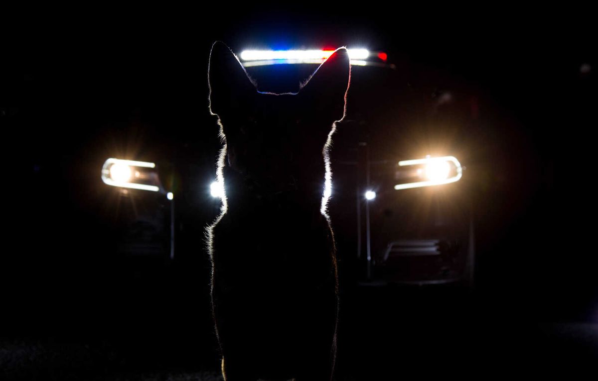 Dexter police dog had lost nearly 40% of its body weight between 'heal...