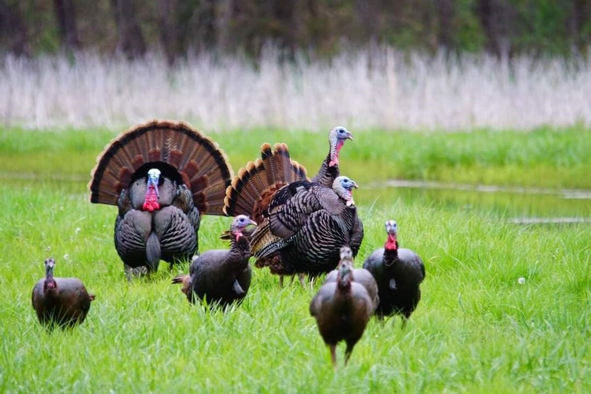 Learn how to boost wild turkey habitat at MDC’s private land workshop ...