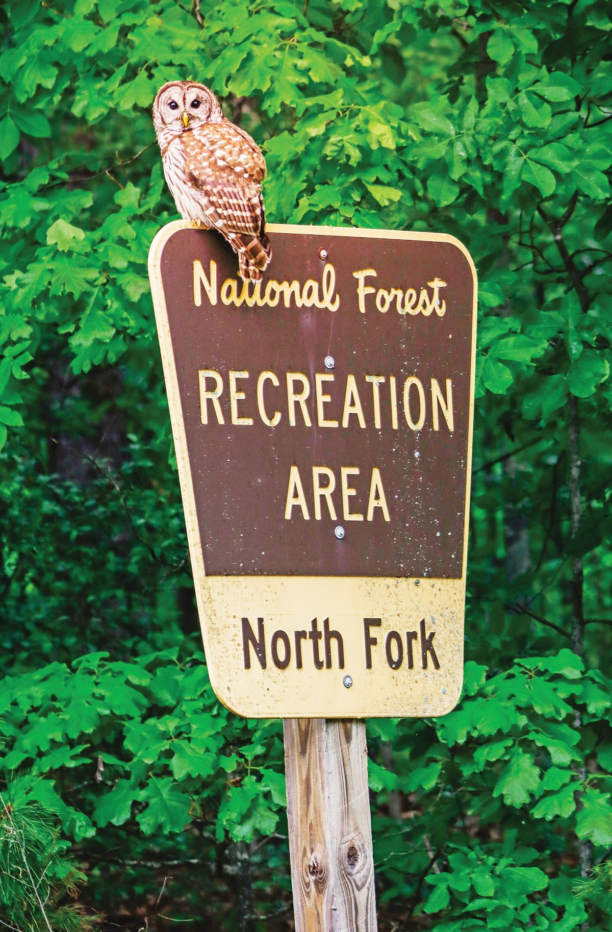 Dawn chorus at Hanks Field: birding, restoration and a morni...