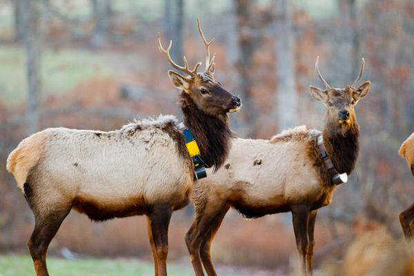 Additional elk released at Peck Ranch