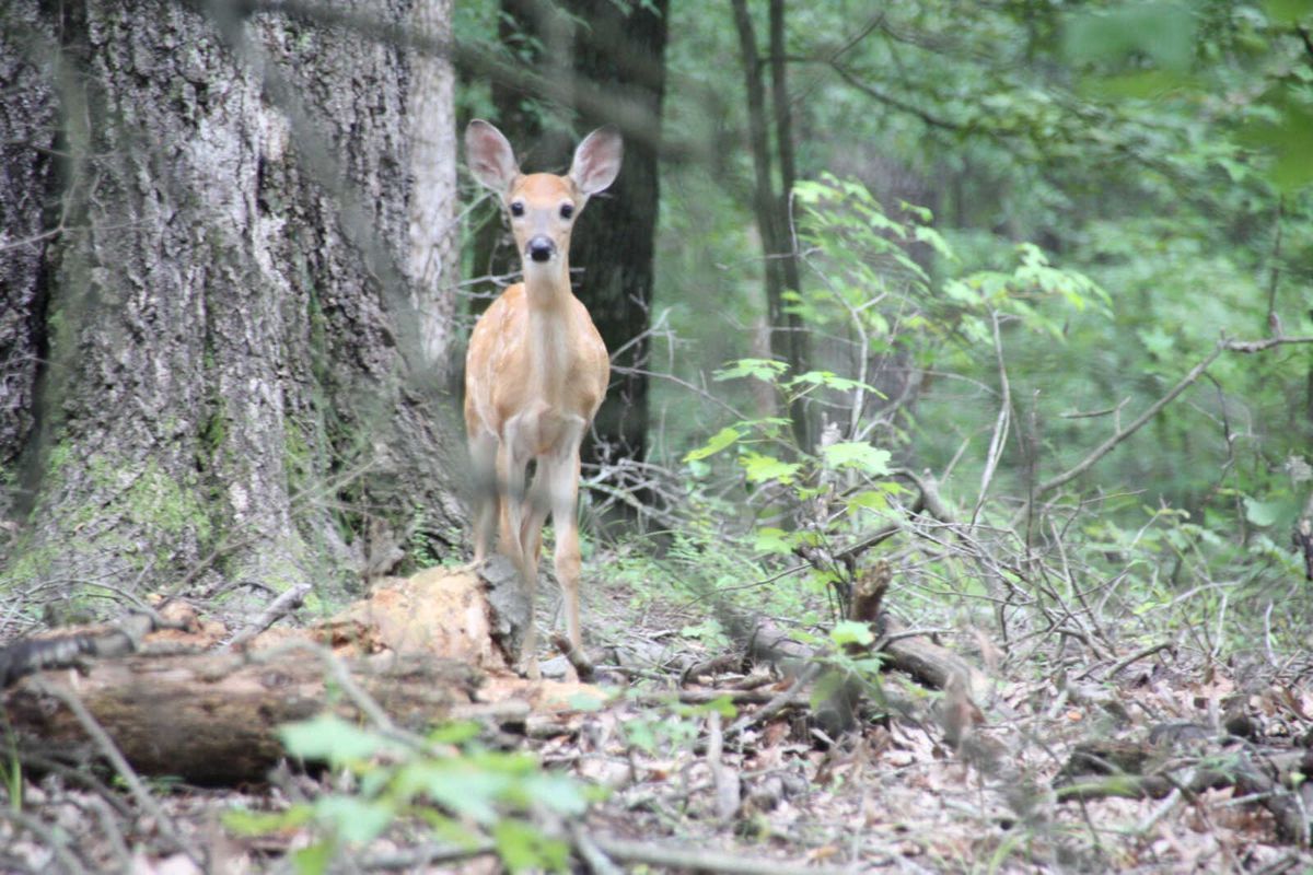 Hunting and fishing areas to be expanded at Mingo Refuge