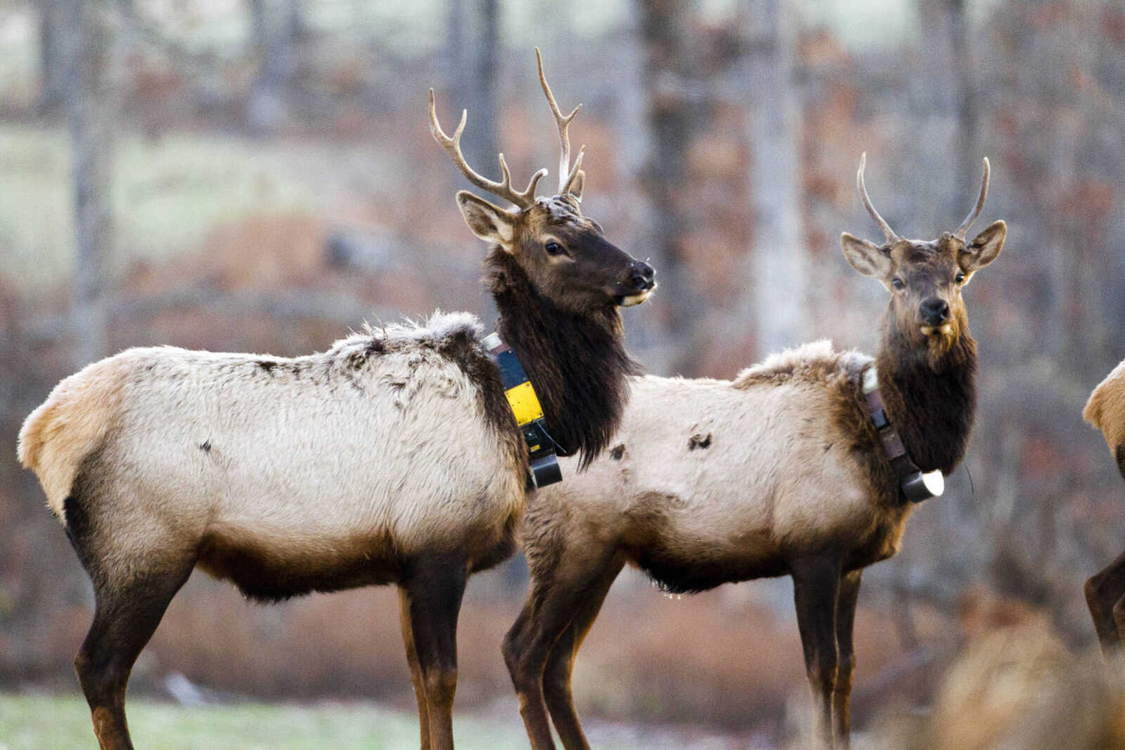 Officers kill elk in Ripley County; new herd arrives at Peck Ranch