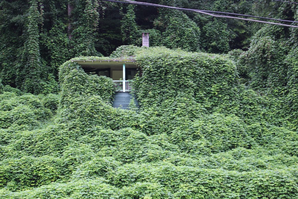 Virginia proposes adding 12 plants, including kudzu, to noxious weeds ...