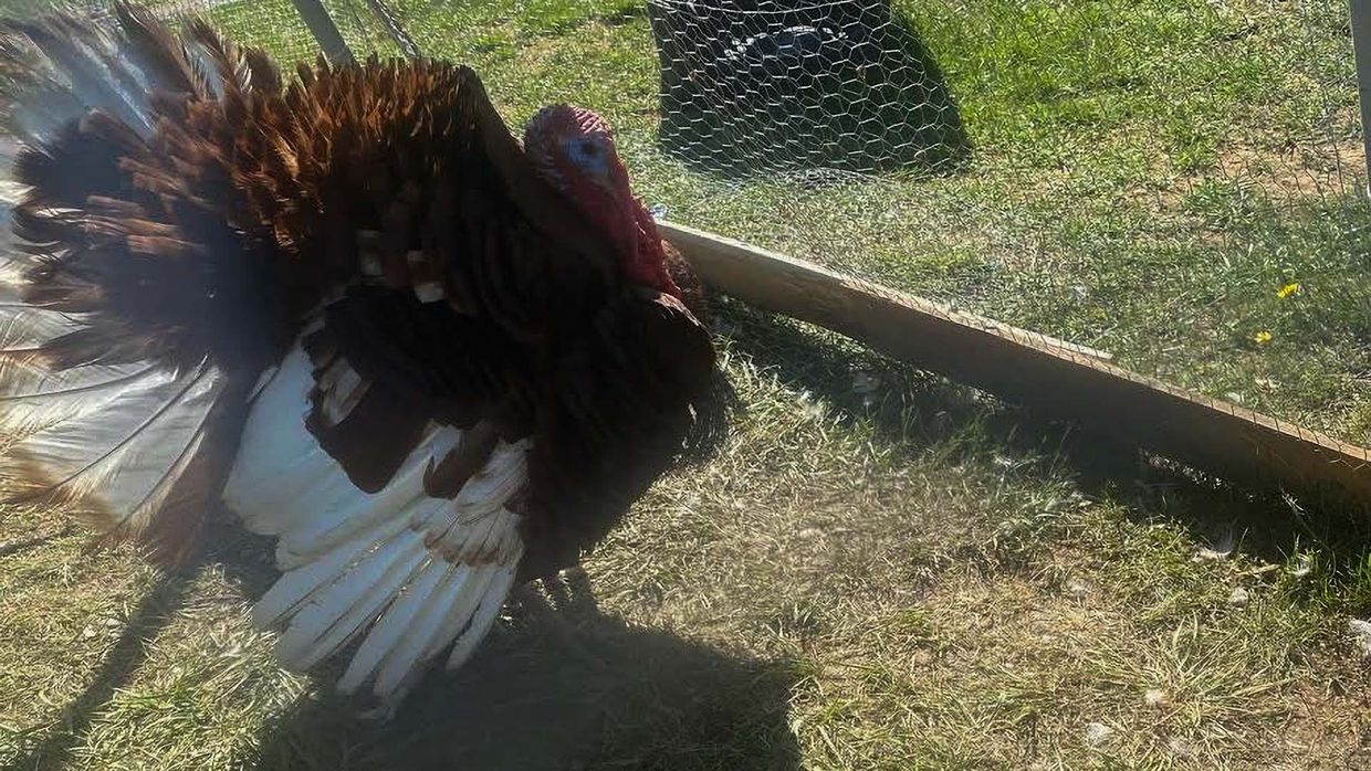 Giving thanks for what we have