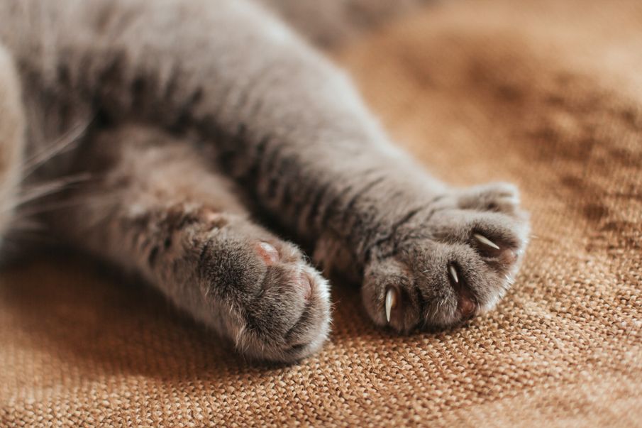More cats could keep their claws in Virginia