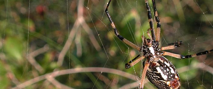 Wild Ideas: Different day, different web