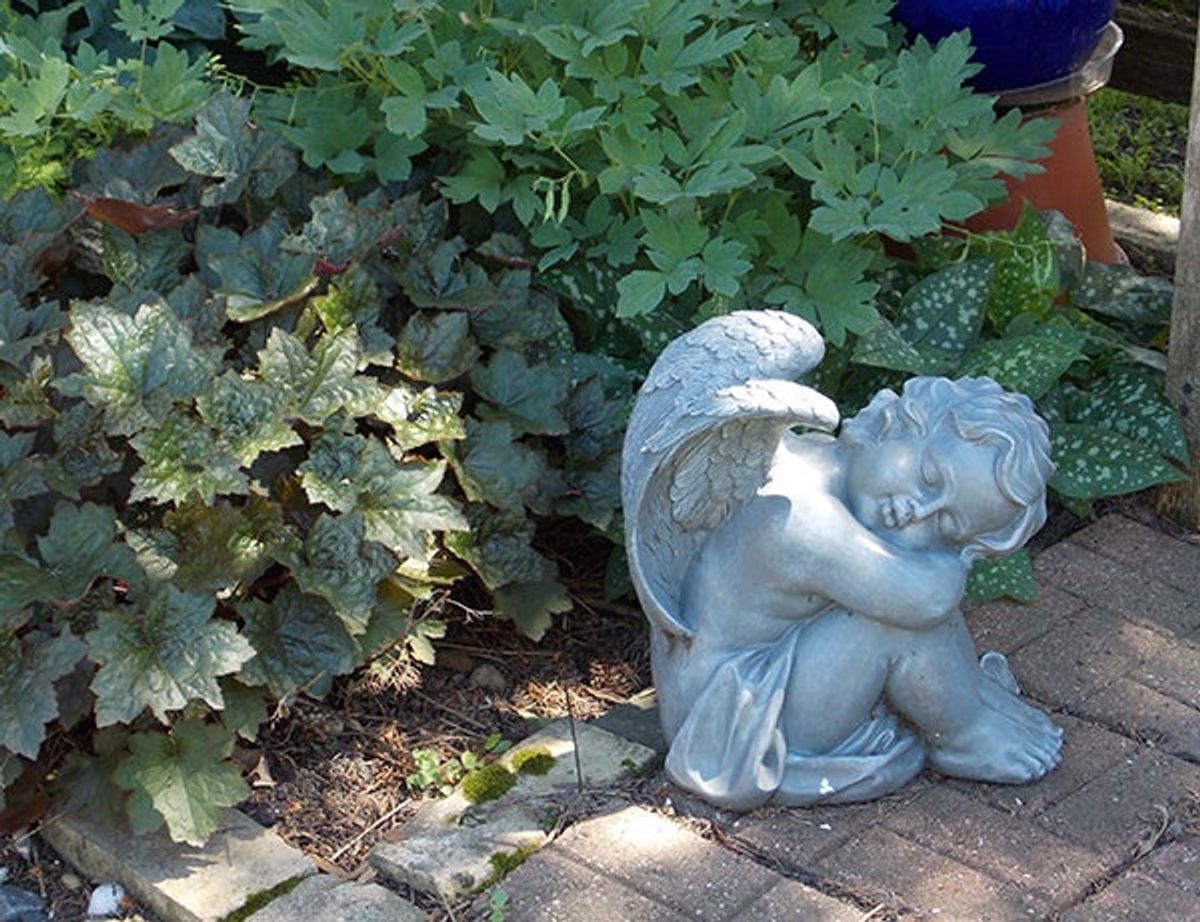 What to plant in shadier areas
