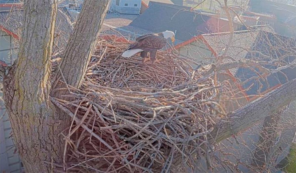 New eagle camera installed at St. John's