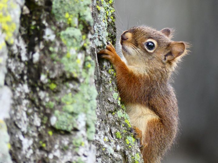 Calendars being sold in memory of 11-year-old nature enthusiast