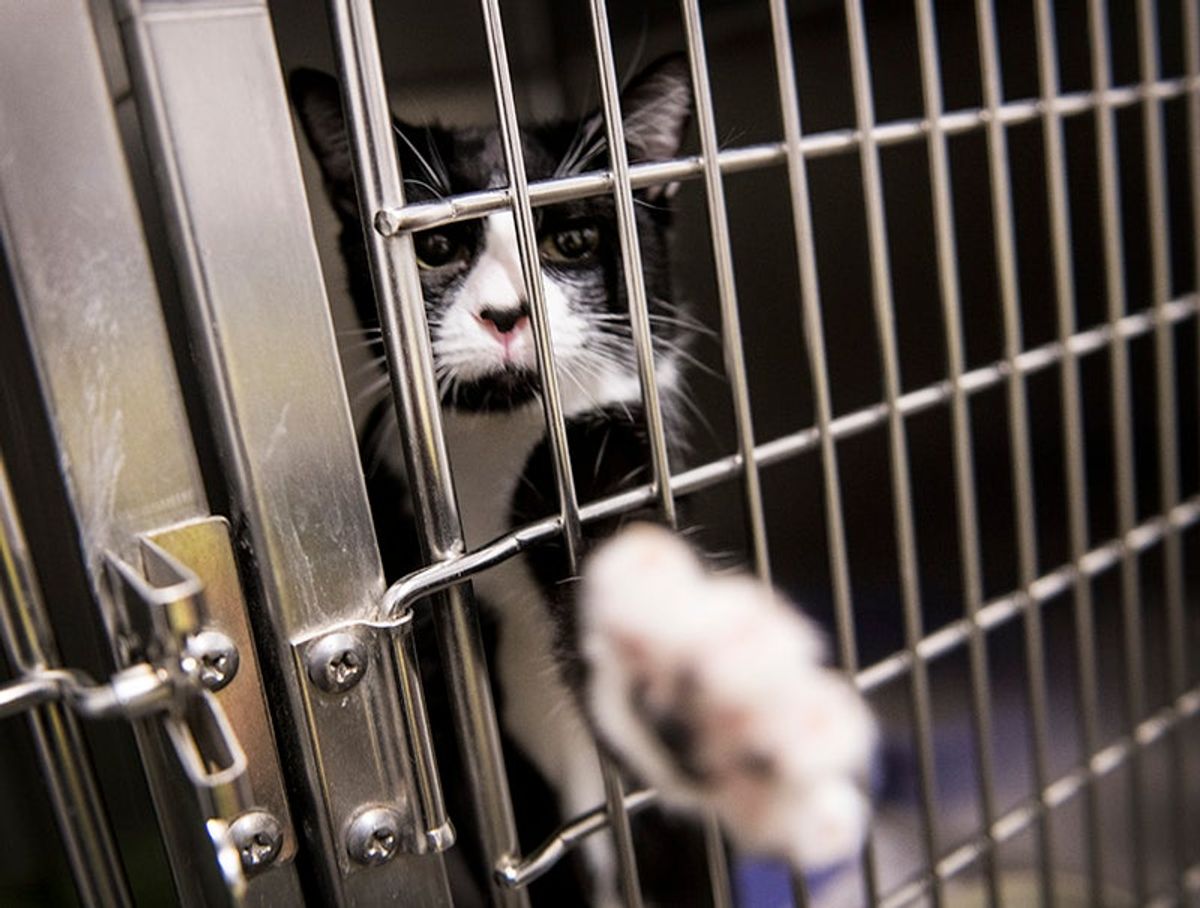 5 ways to pay it forward: Lend a hand (or a paw)