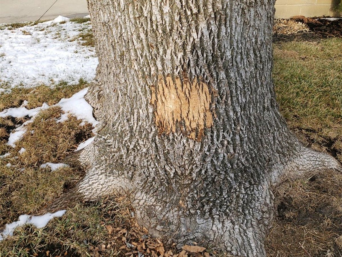 City of Albert Lea begins removal of low-quality ash trees