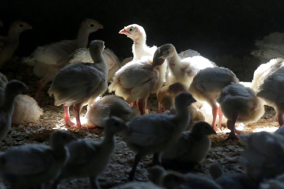 A "new normal": Health officials, poultry farmers brace for likely ret...