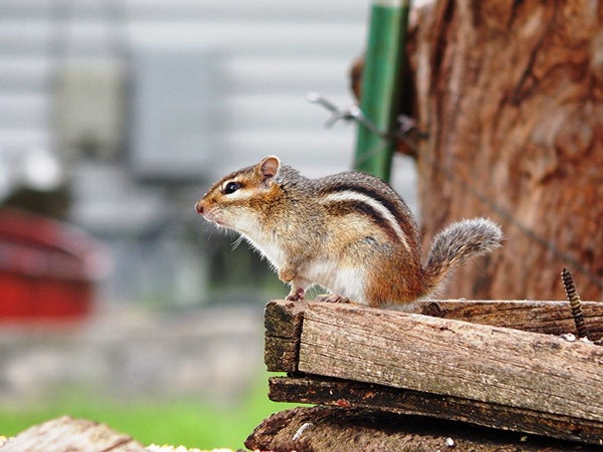 A 'nutty' catch at the Audubon Preserve