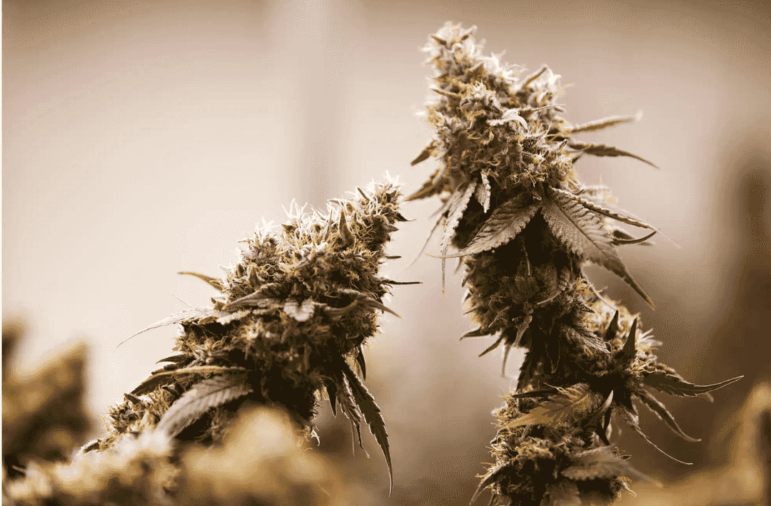 What does Trump’s Schedule III drug order mean for Minnesota marijuana...