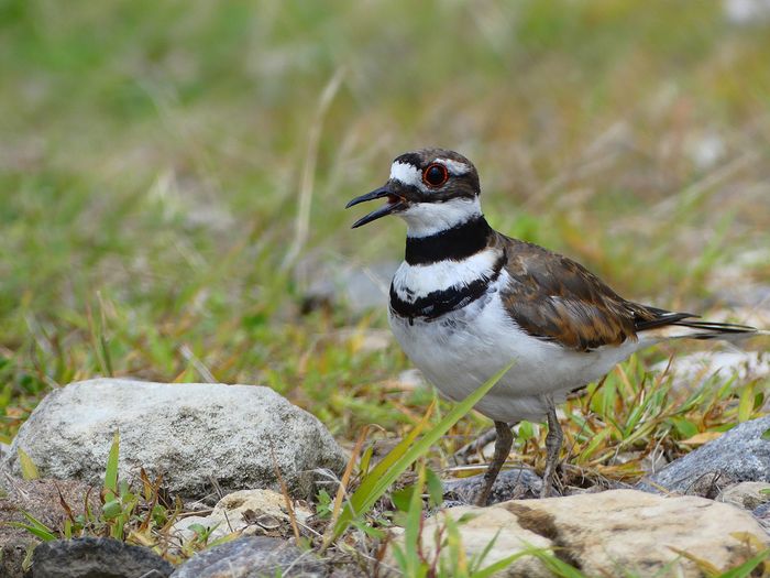 Calendars being sold in memory of 11-year-old nature enthusiast
