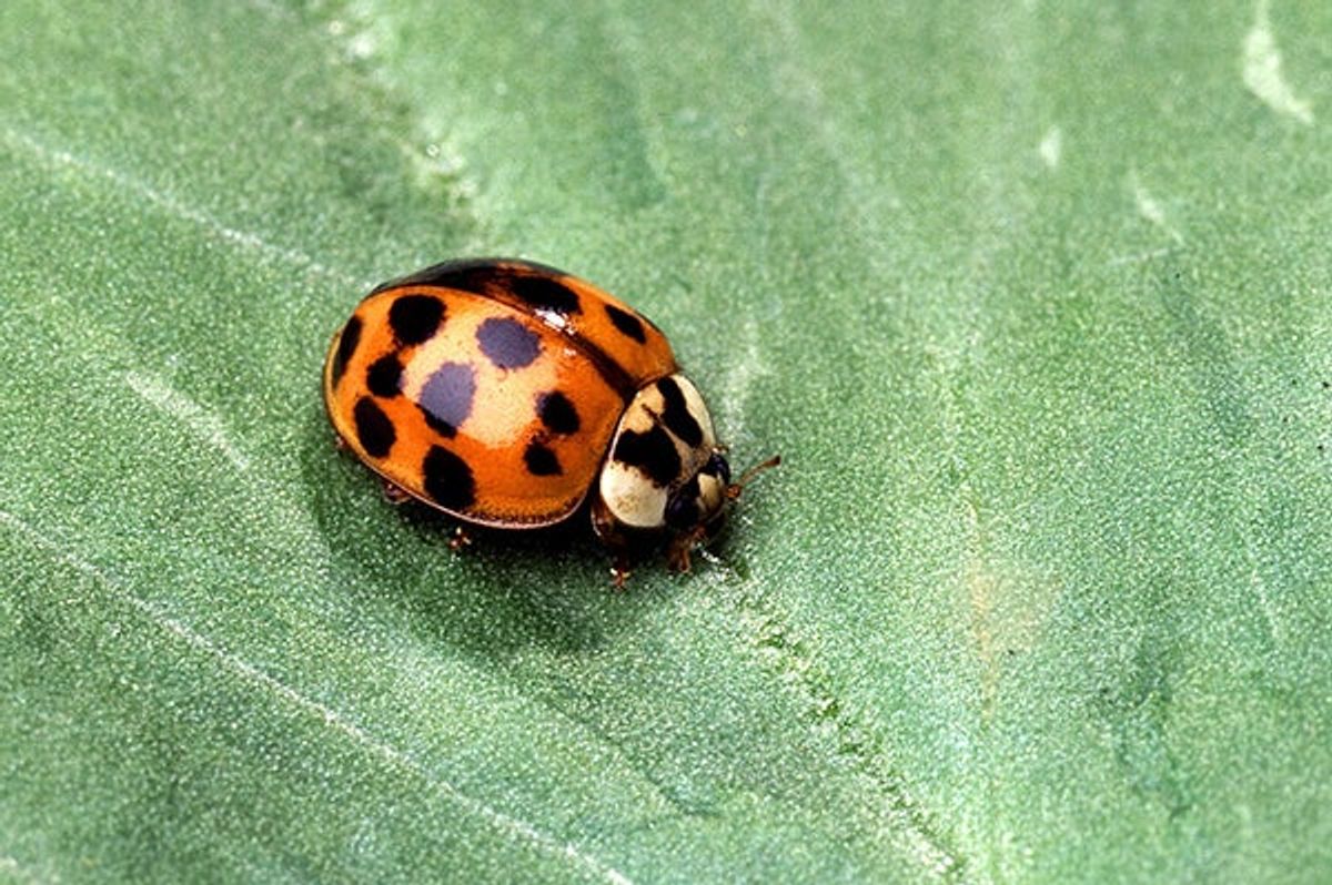 Weather triggers Asian lady beetle breakout