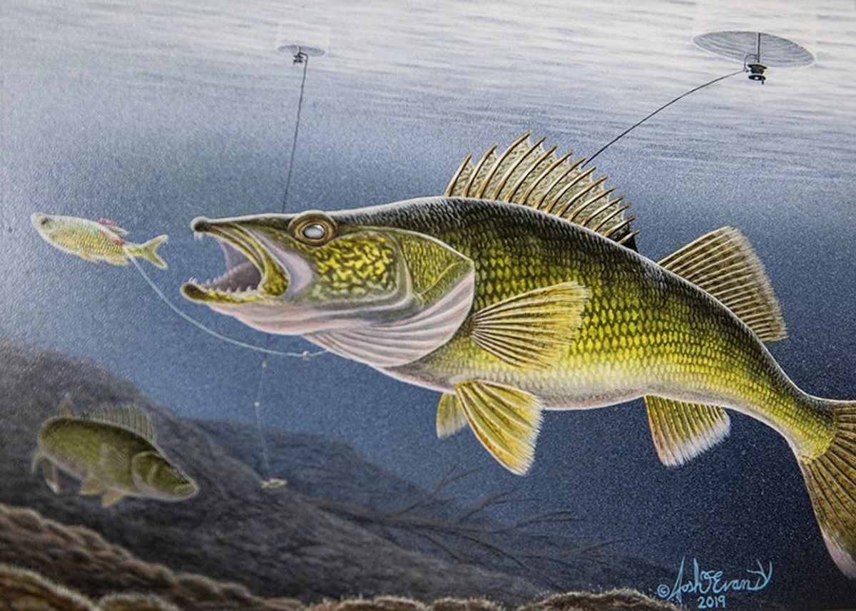 Area man's painting to be featured on Minnesota DNR walleye ...
