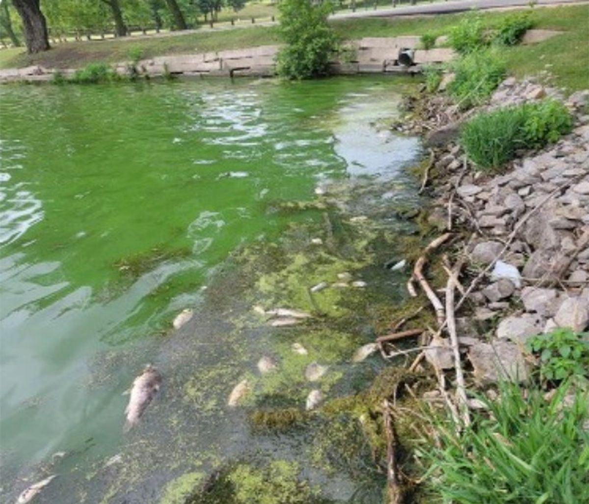 Koi Herpes Virus leads to common carp fish kill on Fountain Lake