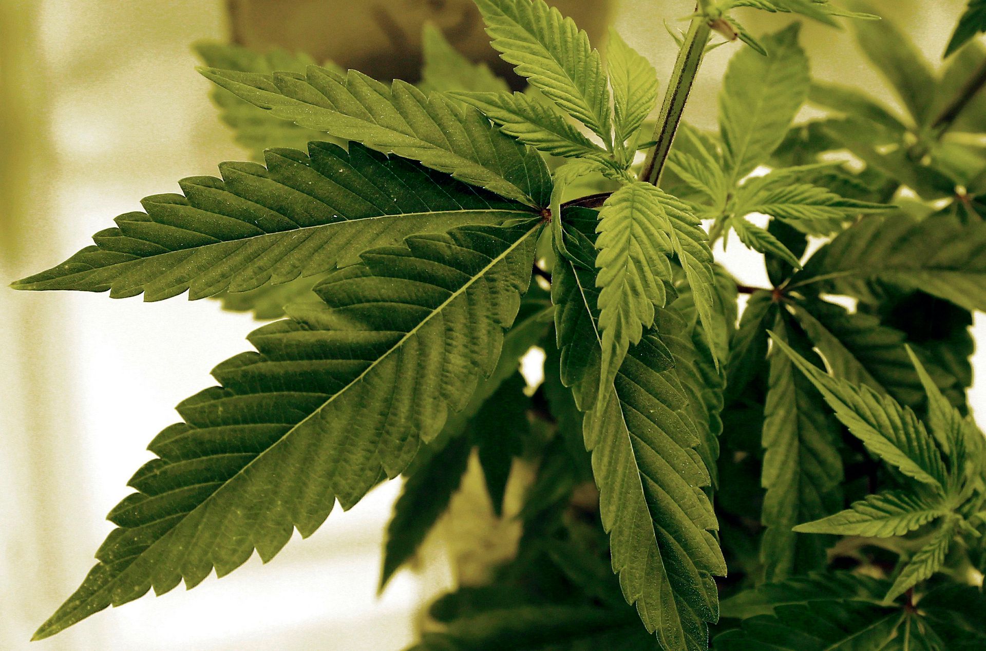 Minnesota's medical cannabis dispensaries can now sell for r...
