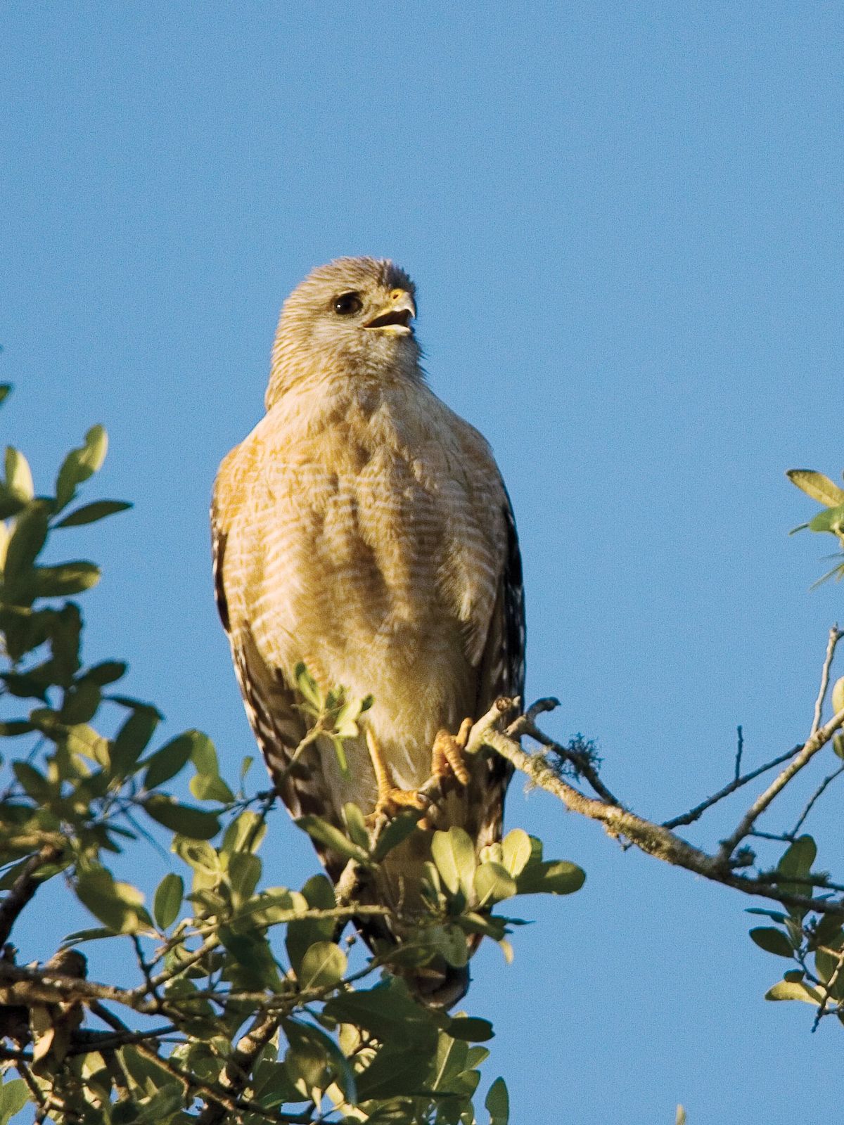 Minnesota hawk watchers gear up for peak migration season