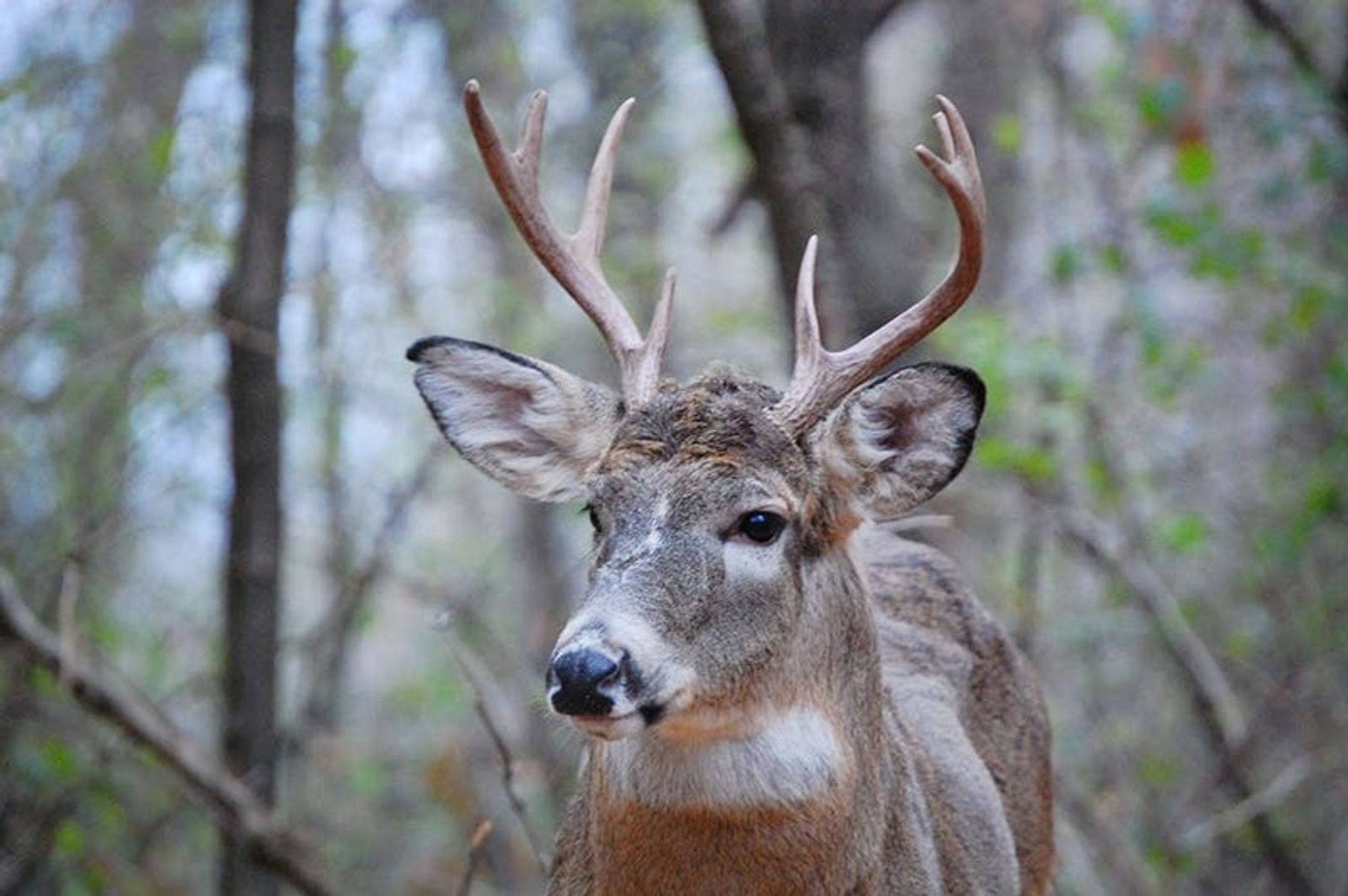 Freeborn County to allow rifles for deer season under new Mi...