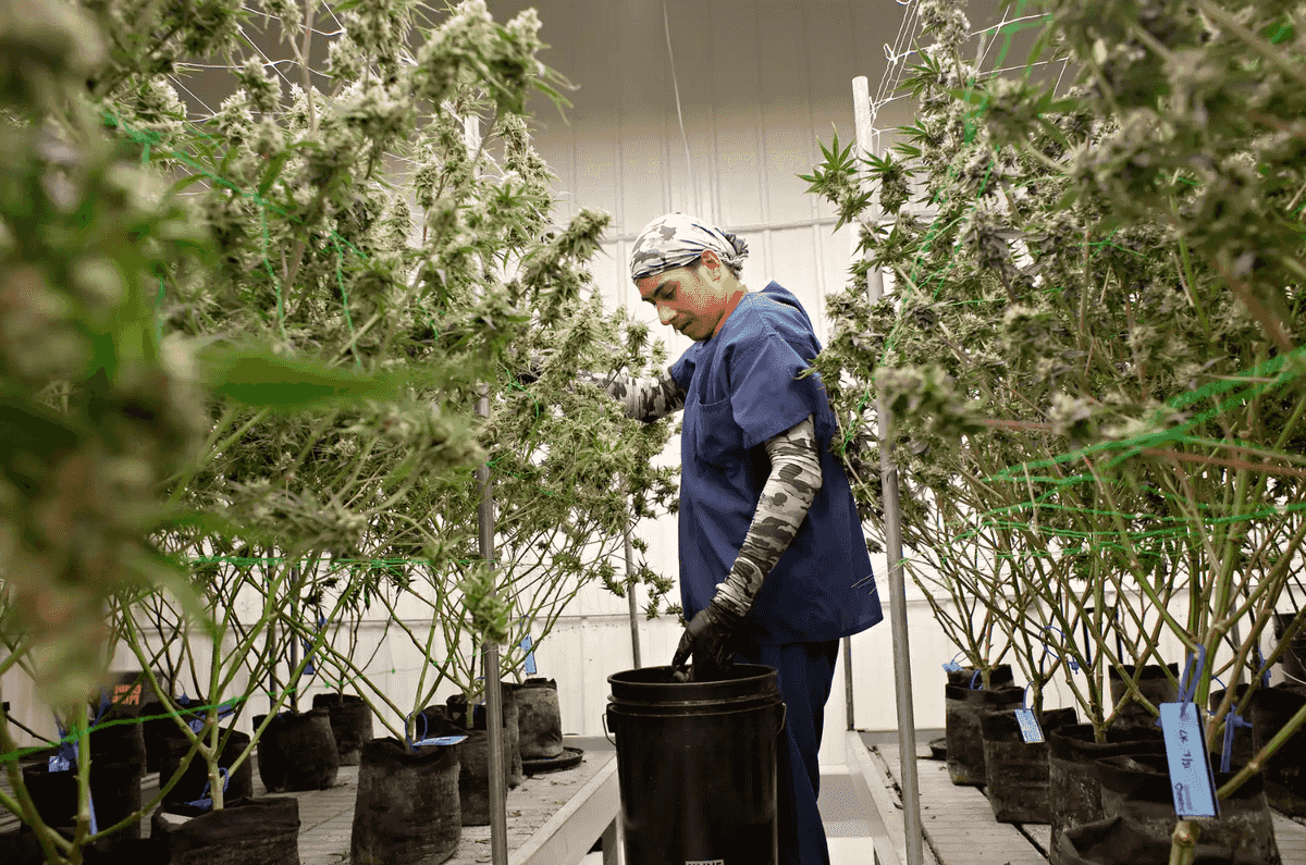 An overview of Minnesota's cannabis industry in 2024 and wha...