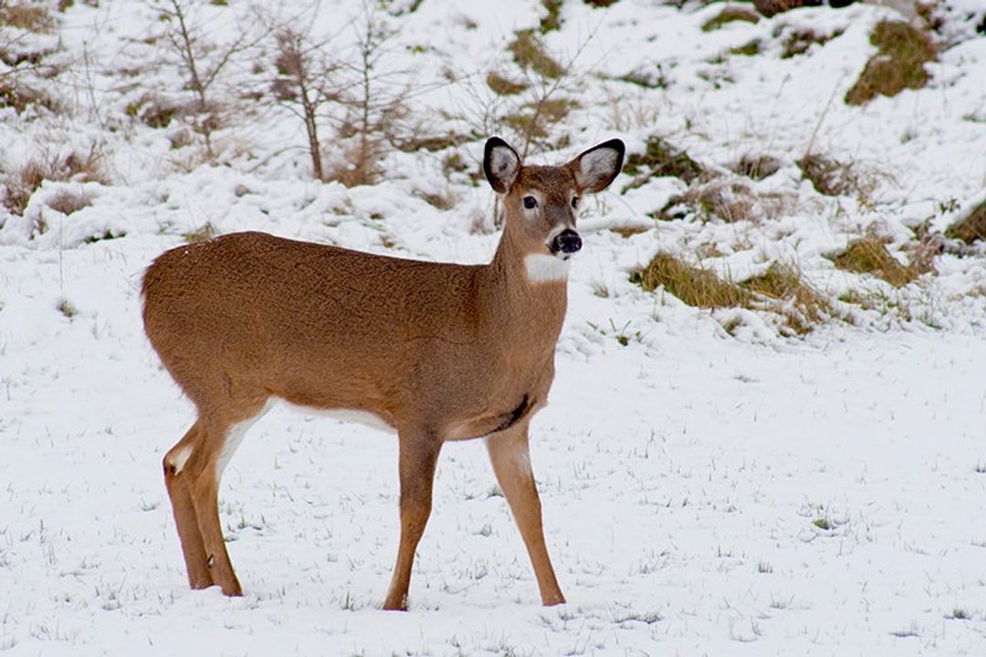 Study shows that Minnesota deer were exposed to insecticides