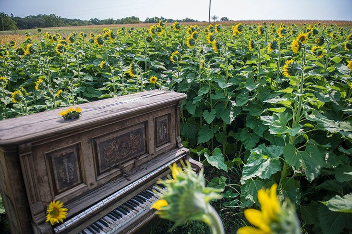 Manchester sunflower fields will not have a bloom this year ...