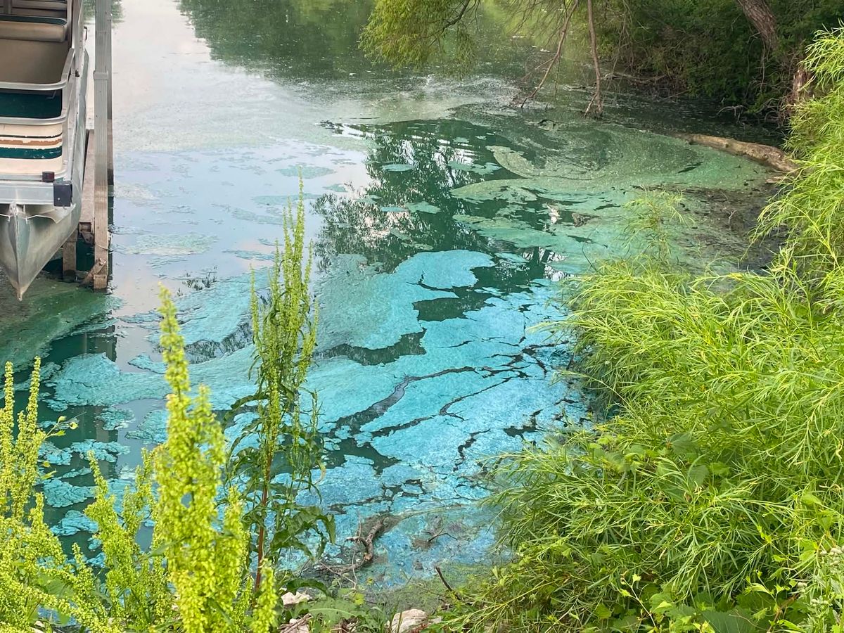 Blue-green algae reported in Edgewater Bay