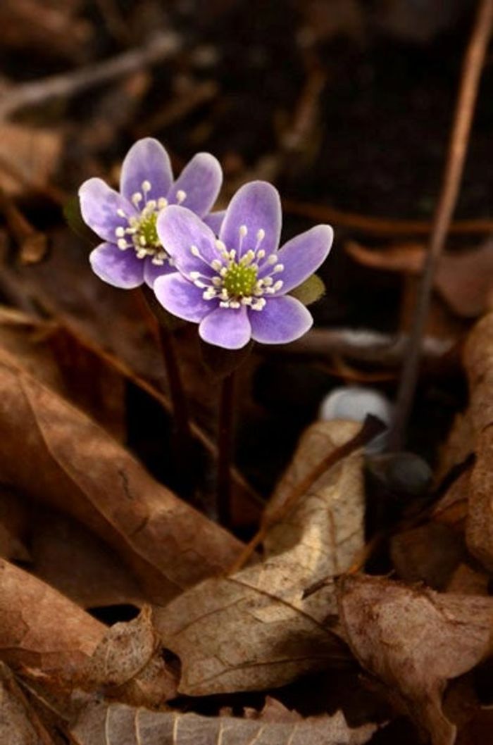 Many man-made objects kill birds, windows mostly