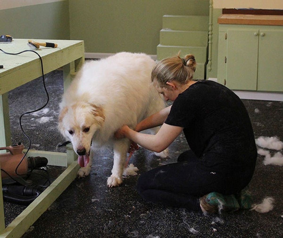 New dog grooming business opens in Alden, welcomes big dogs