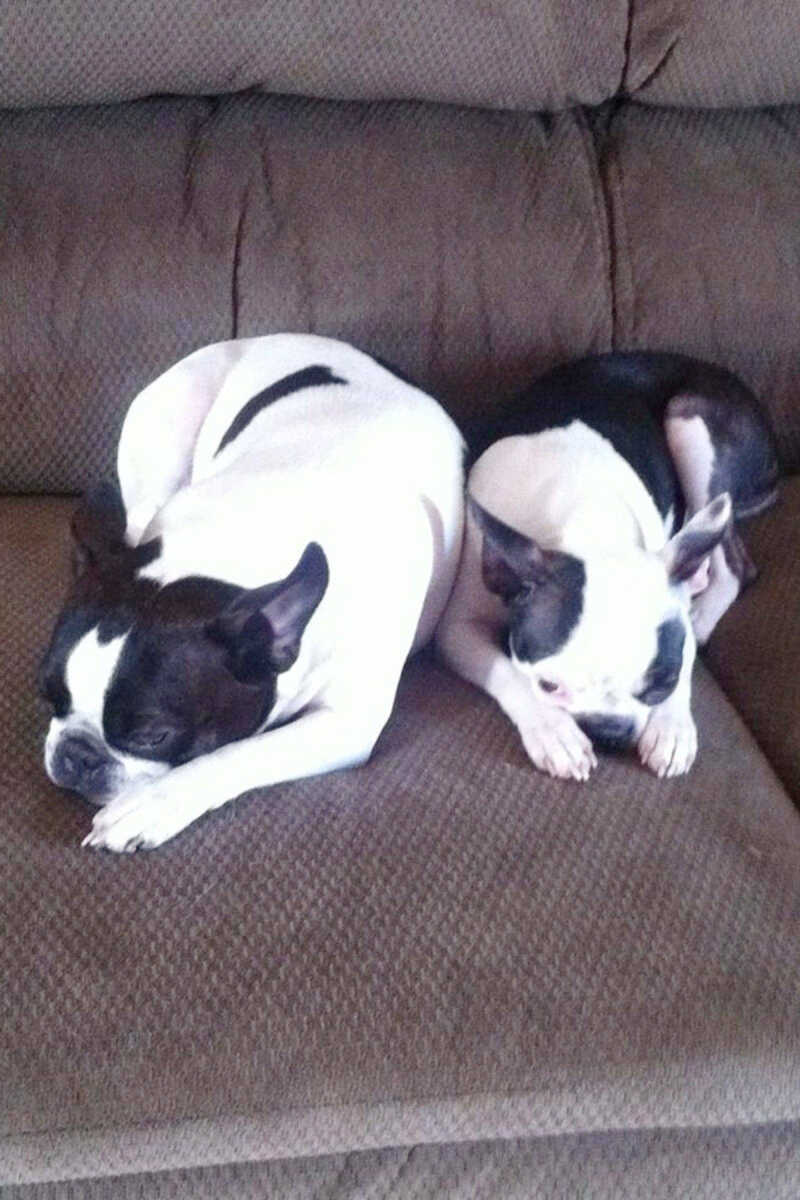 "Boston Tea Party" to celebrate Boston Terriers