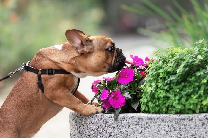 PET TALK: Pet hazards of spring gardening