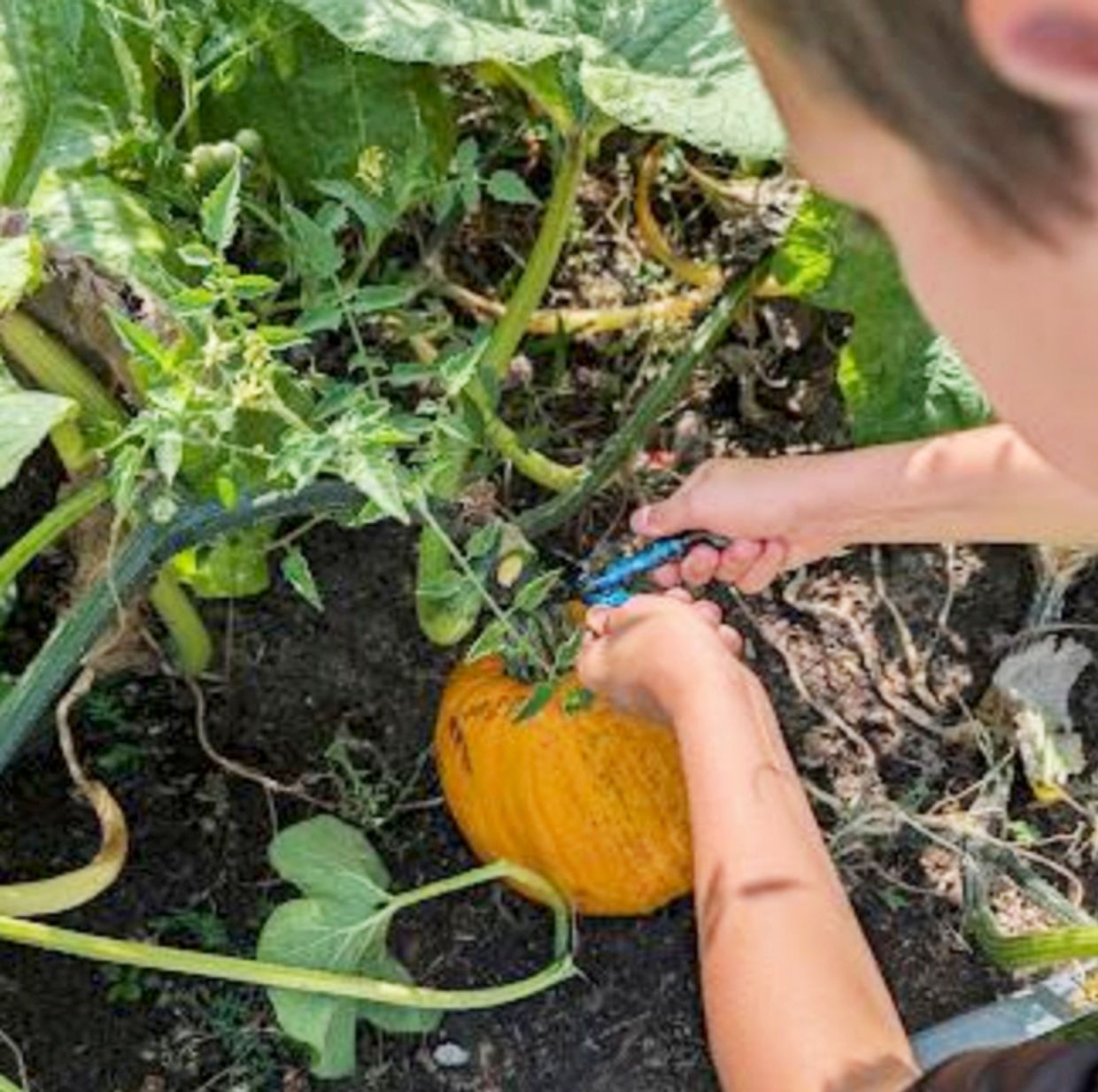 Spring Planting: Cooper named Mississippi County MG of the Year